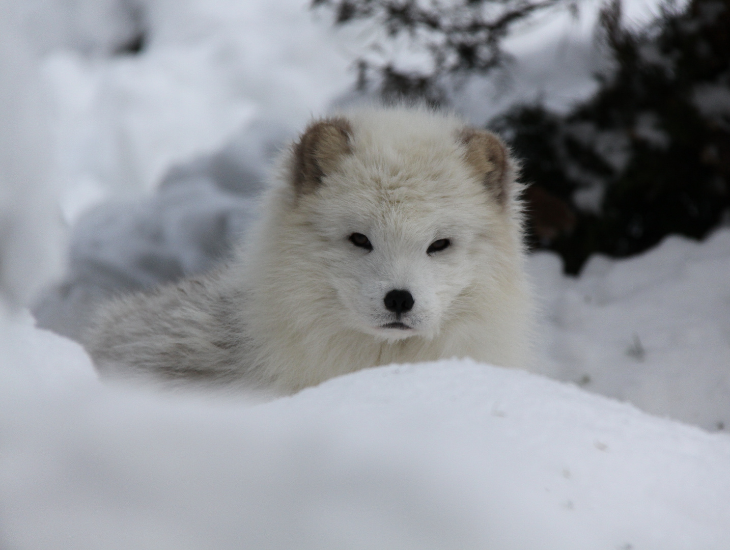 SchneeFuchs Foto & Bild | tiere, zoo, wildpark & falknerei, säugetiere ...