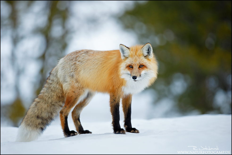 Schneefuchs Foto & Bild | tiere, wildlife, säugetiere Bilder auf ...