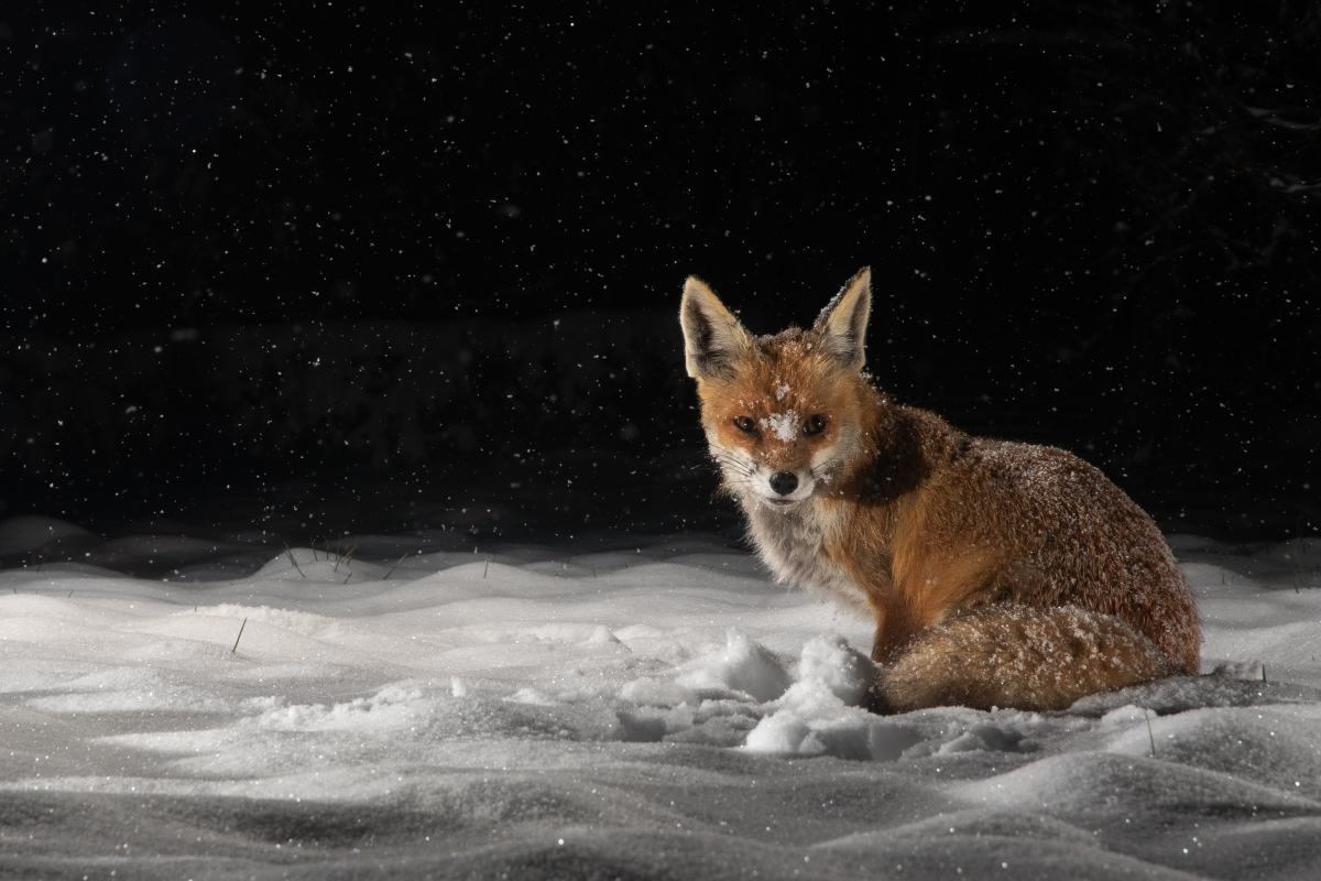 Schneefuchs Foto & Bild | tiere, wildlife, säugetiere Bilder auf ...