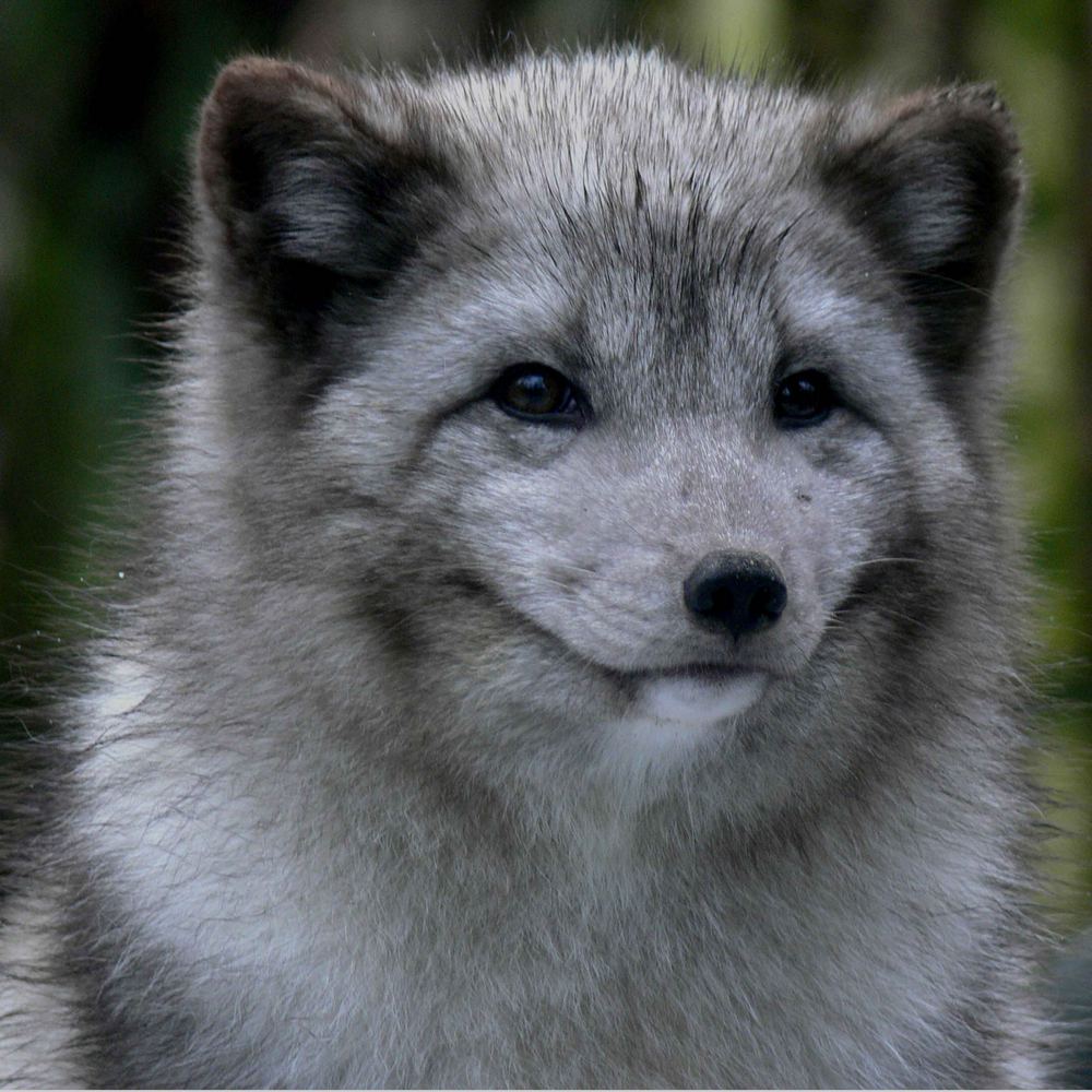 Schneefuchs Foto & Bild | tiere, zoo, wildpark & falknerei, säugetiere ...