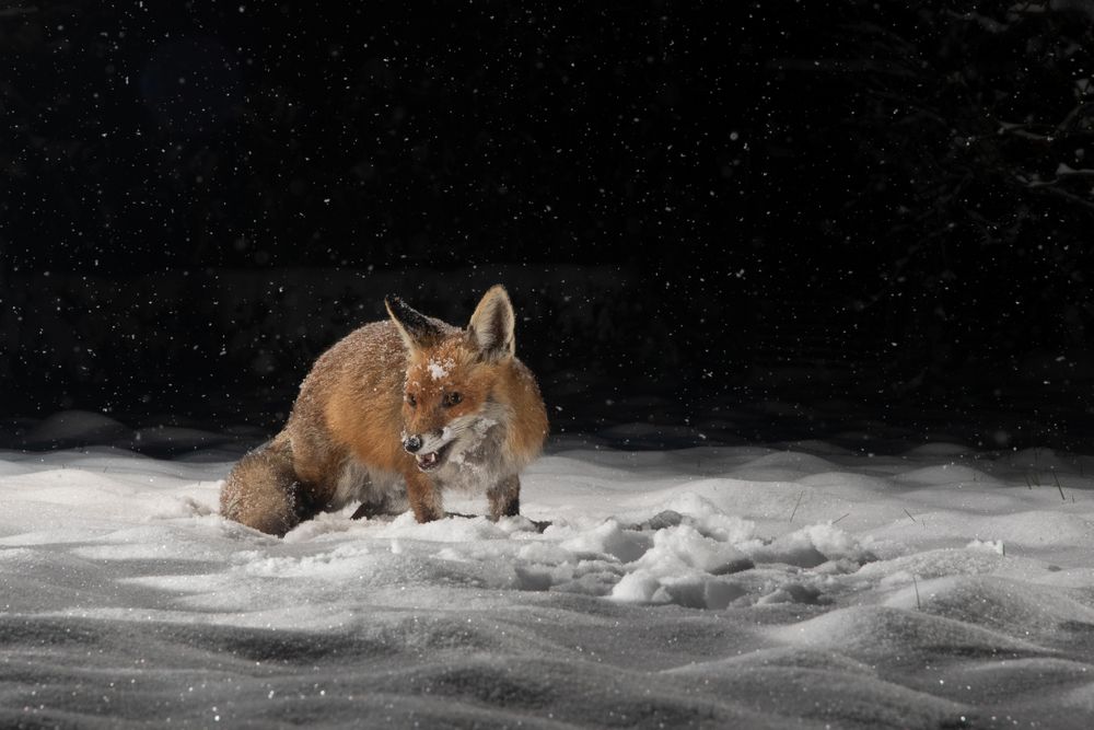 Schneefuchs Foto & Bild | tiere, wildlife, säugetiere Bilder auf ...