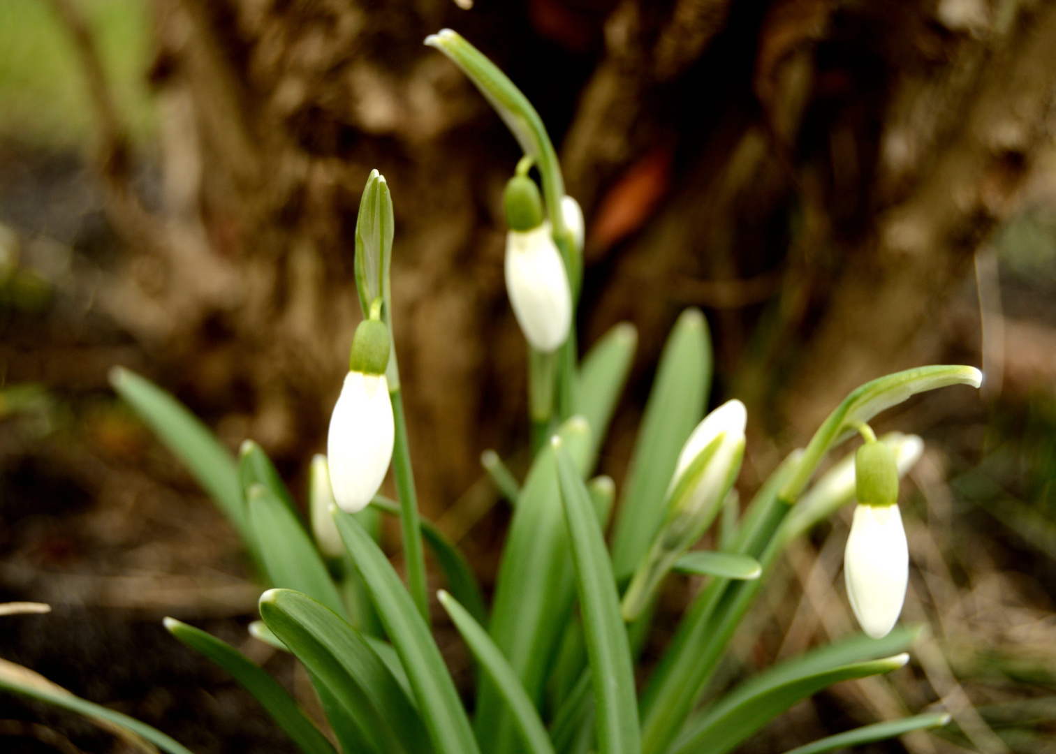 Schneeglöckchen Foto & Bild | jahreszeiten, winter, natur Bilder auf ...