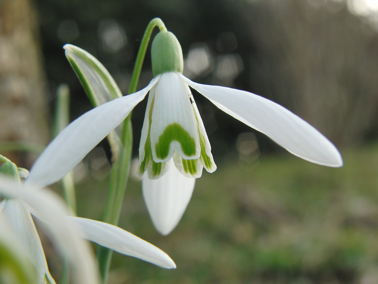 Schneeglöckchen Foto & Bild | pflanzen, pilze & flechten, blüten ...