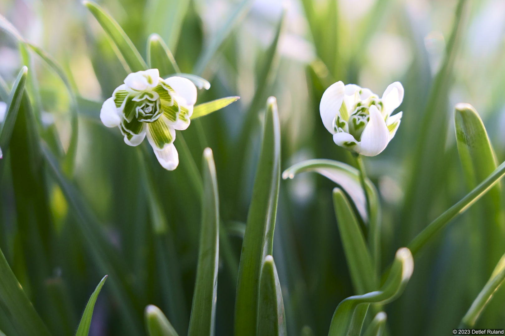 Schneeglöckchen #1 Foto & Bild | pflanzen, pilze & flechten, blüten ...