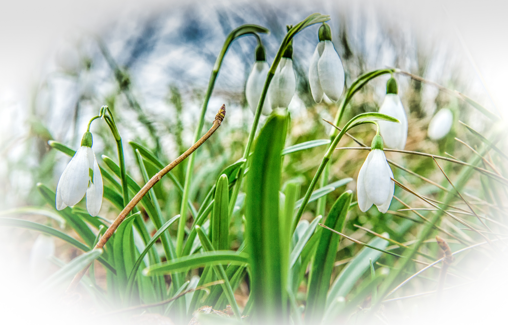 Schneeglöckchen ... Foto & Bild | winter, natur, frühblüher Bilder auf ...