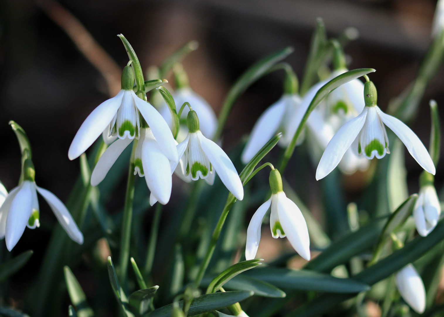 Schneeglöckchen Foto & Bild | monatswettbewerbe natur, 2019, 03 ...