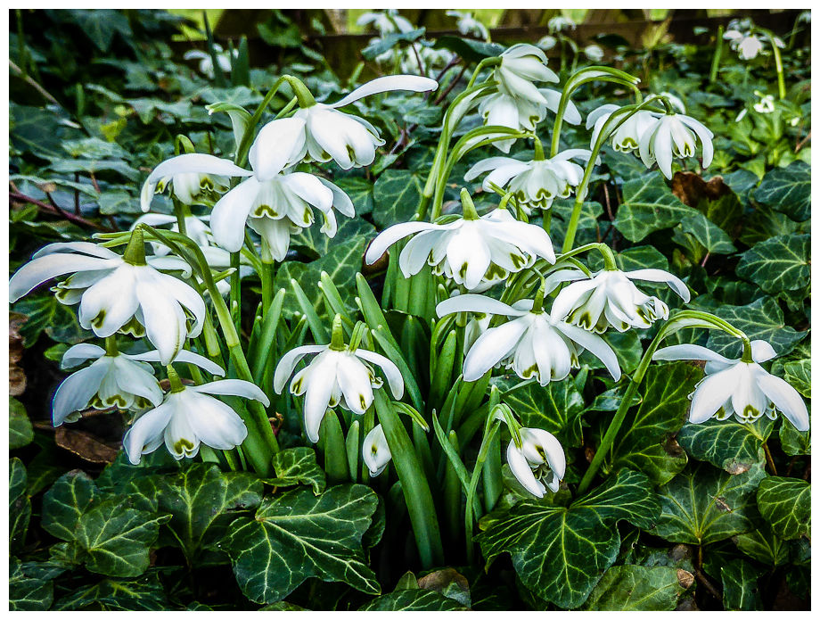 Schneeglöckchen Foto & Bild | jahreszeiten, frühling, frühling Bilder ...
