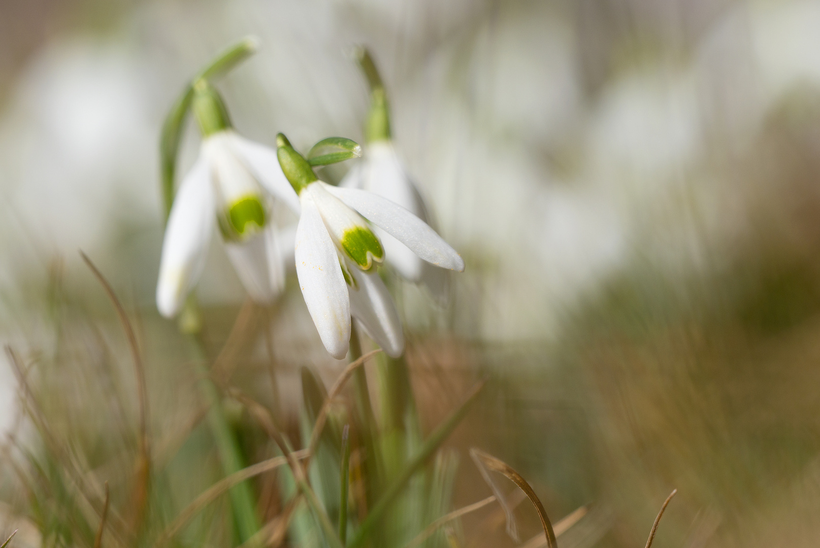 Schneeglöckchen Foto & Bild | pflanzen, pilze & flechten, blüten ...