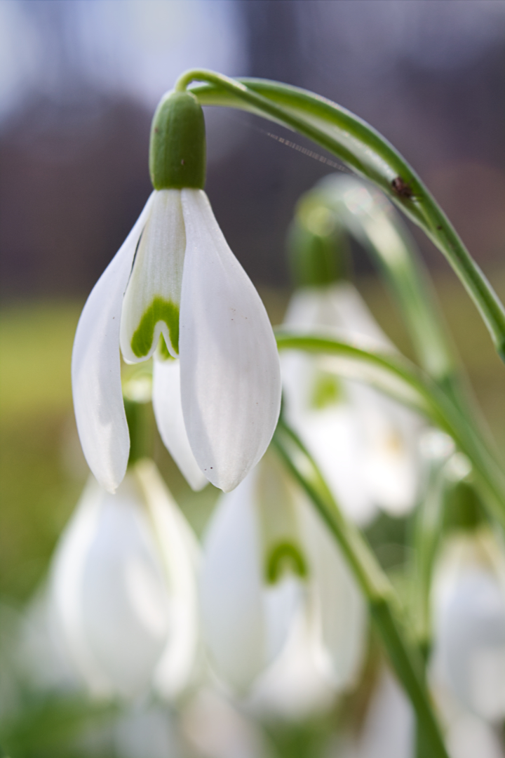 Schneeglöckchen Foto & Bild | pflanzen, pilze & flechten, blüten ...