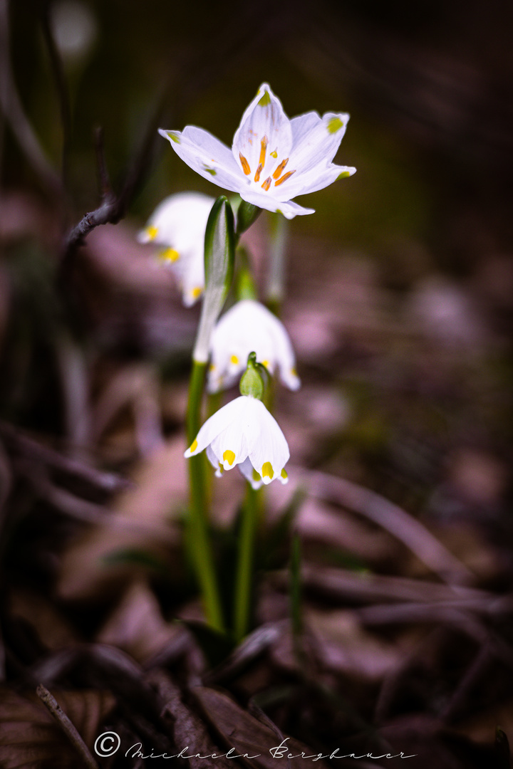 Schneeglöckchen Foto & Bild | fotos, landschaft, pflanzen Bilder auf ...