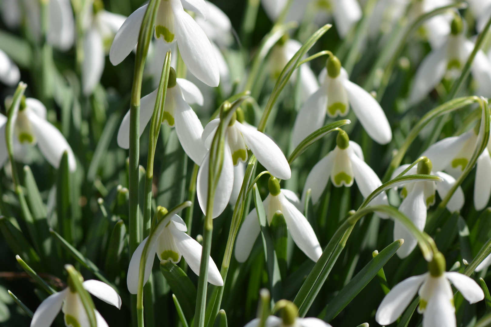 Schneeglöckchen Foto & Bild | makro, frühling, ostern Bilder auf ...