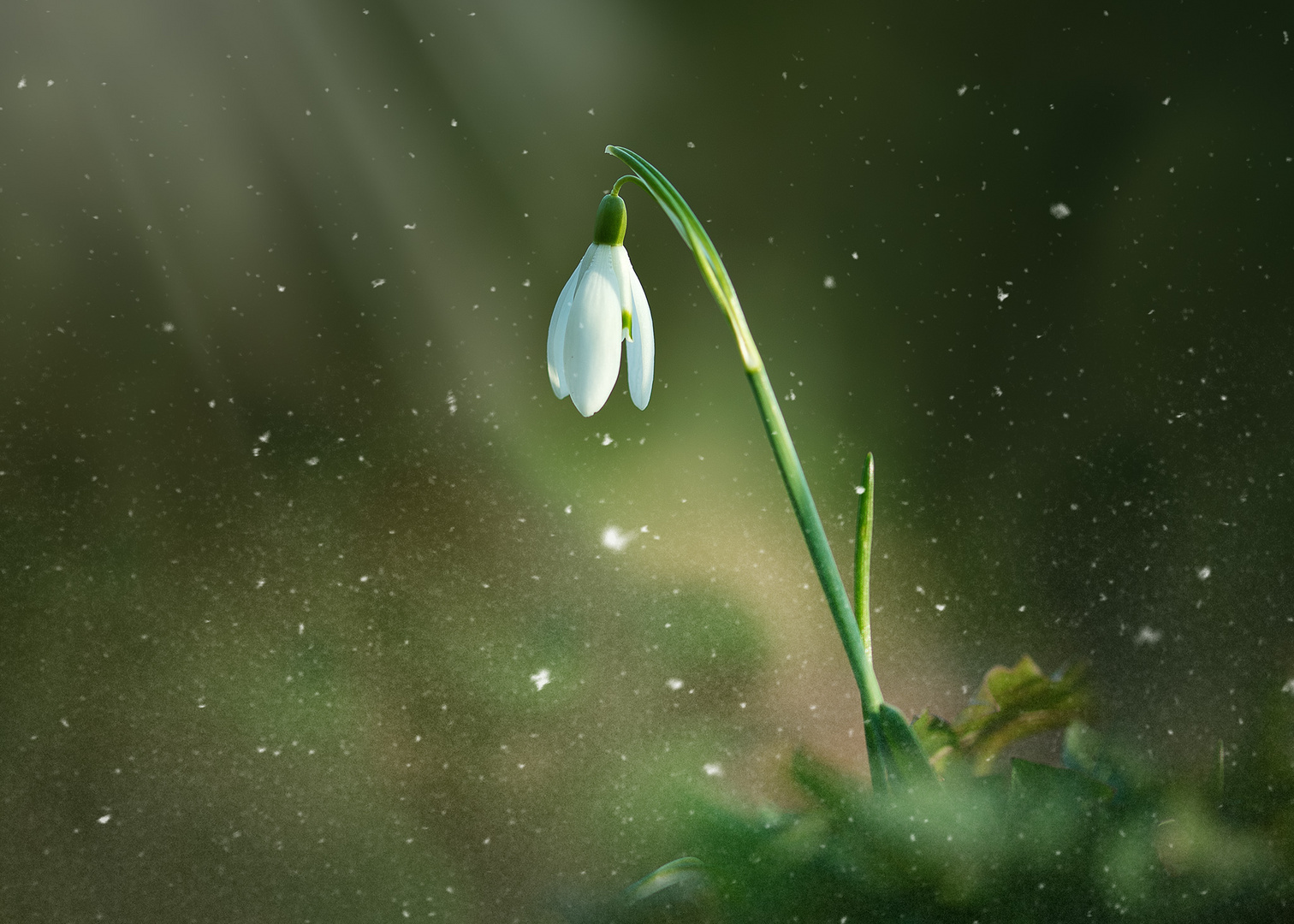 Schneeglöckchen Foto & Bild | pflanzen, pilze & flechten, sonstiges ...