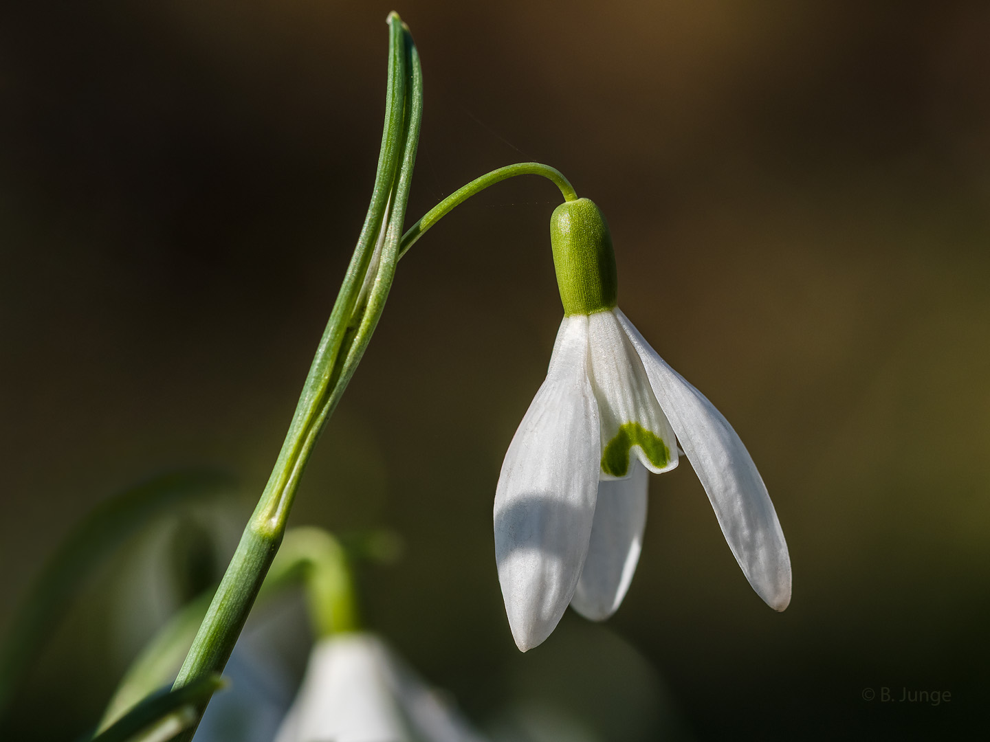 Schneeglöckchen Foto & Bild | pflanzen, pilze & flechten, blüten ...