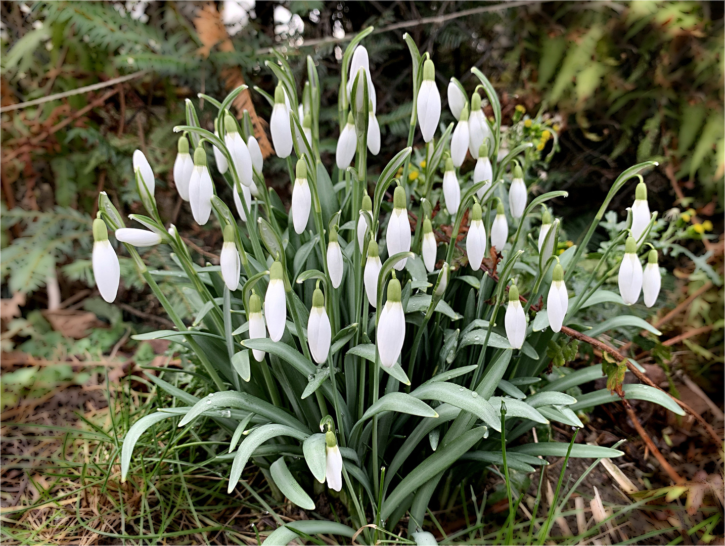 Schneeglöckchen Foto & Bild | makro, frühling, natur Bilder auf ...