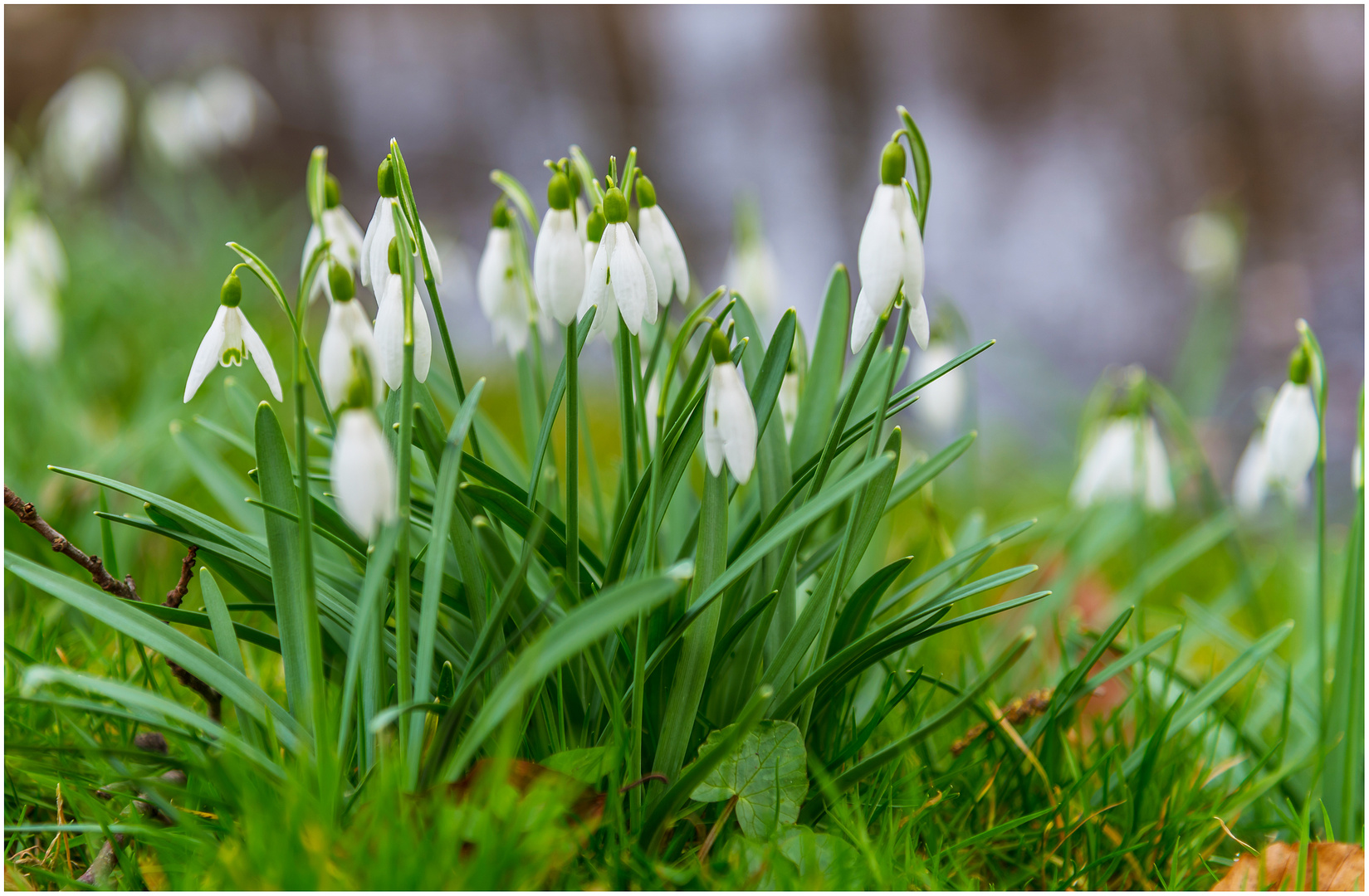 Schneeglöckchen Foto & Bild | world, kloster, europa Bilder auf ...