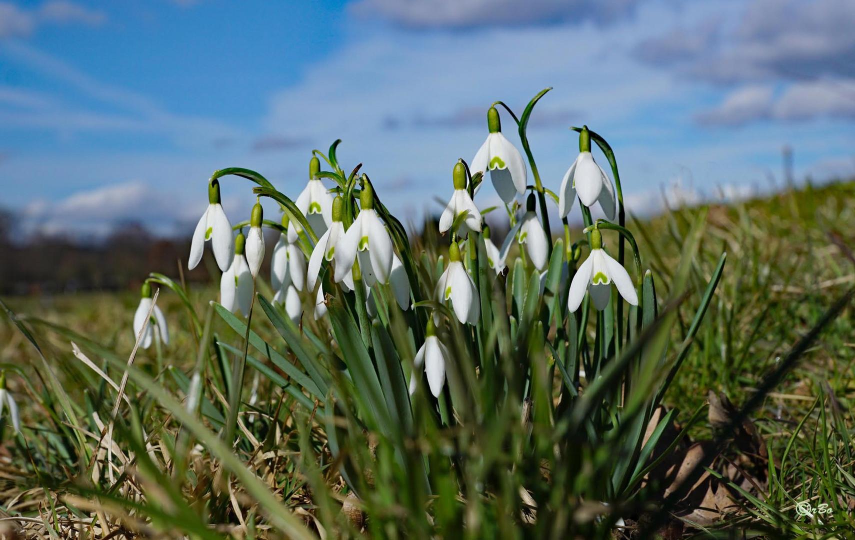 Schneeglöckchen Foto & Bild | pflanzen, pilze & flechten, blüten ...