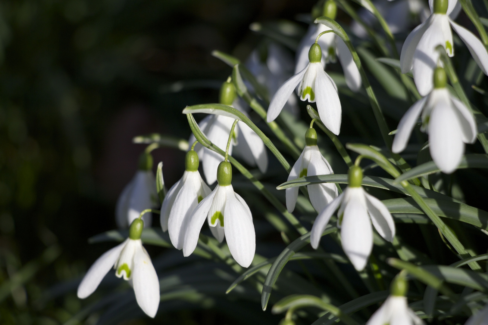 Schneeglöckchen Foto & Bild | jahreszeiten, frühling, blumen Bilder auf ...