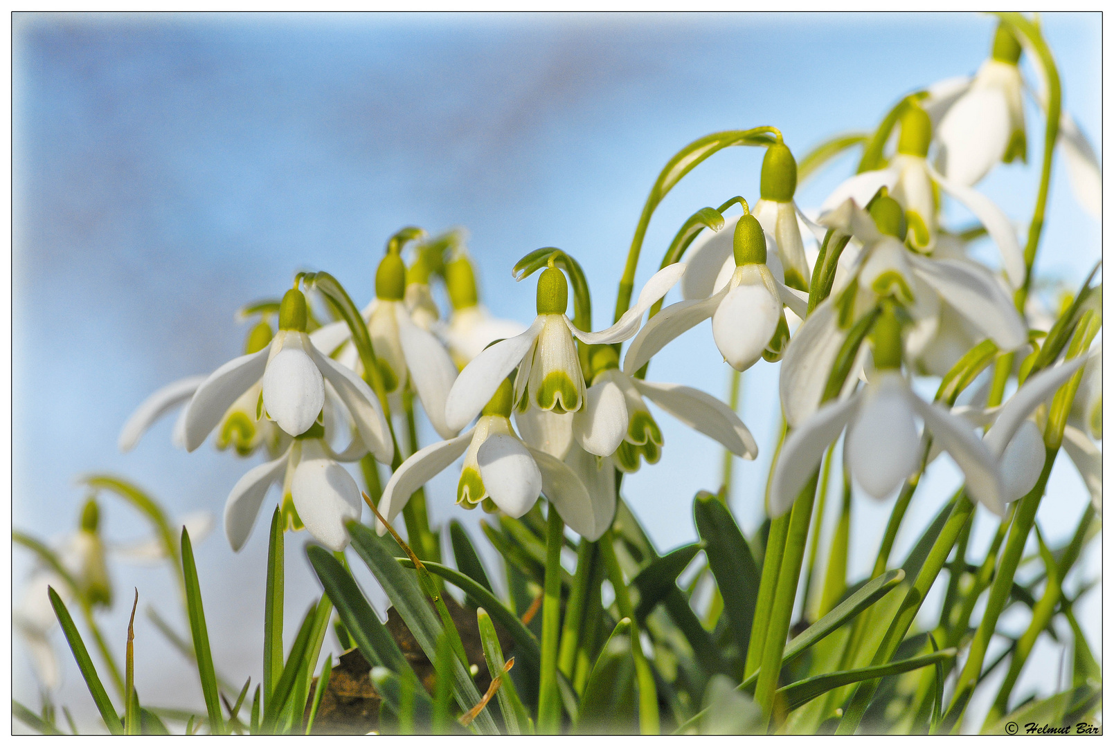 Schneeglöckchen Foto & Bild | pflanzen, pilze & flechten, blüten ...