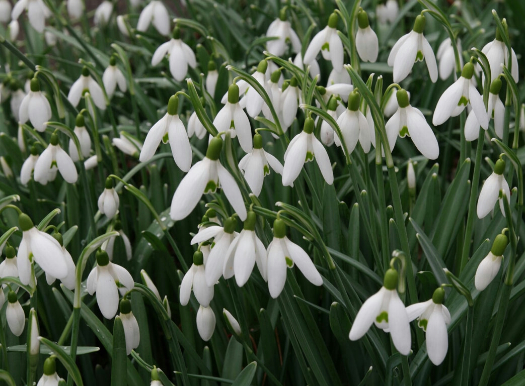 Schneeglöckchen Foto & Bild | spezial, garten, schneeglöckchen Bilder ...