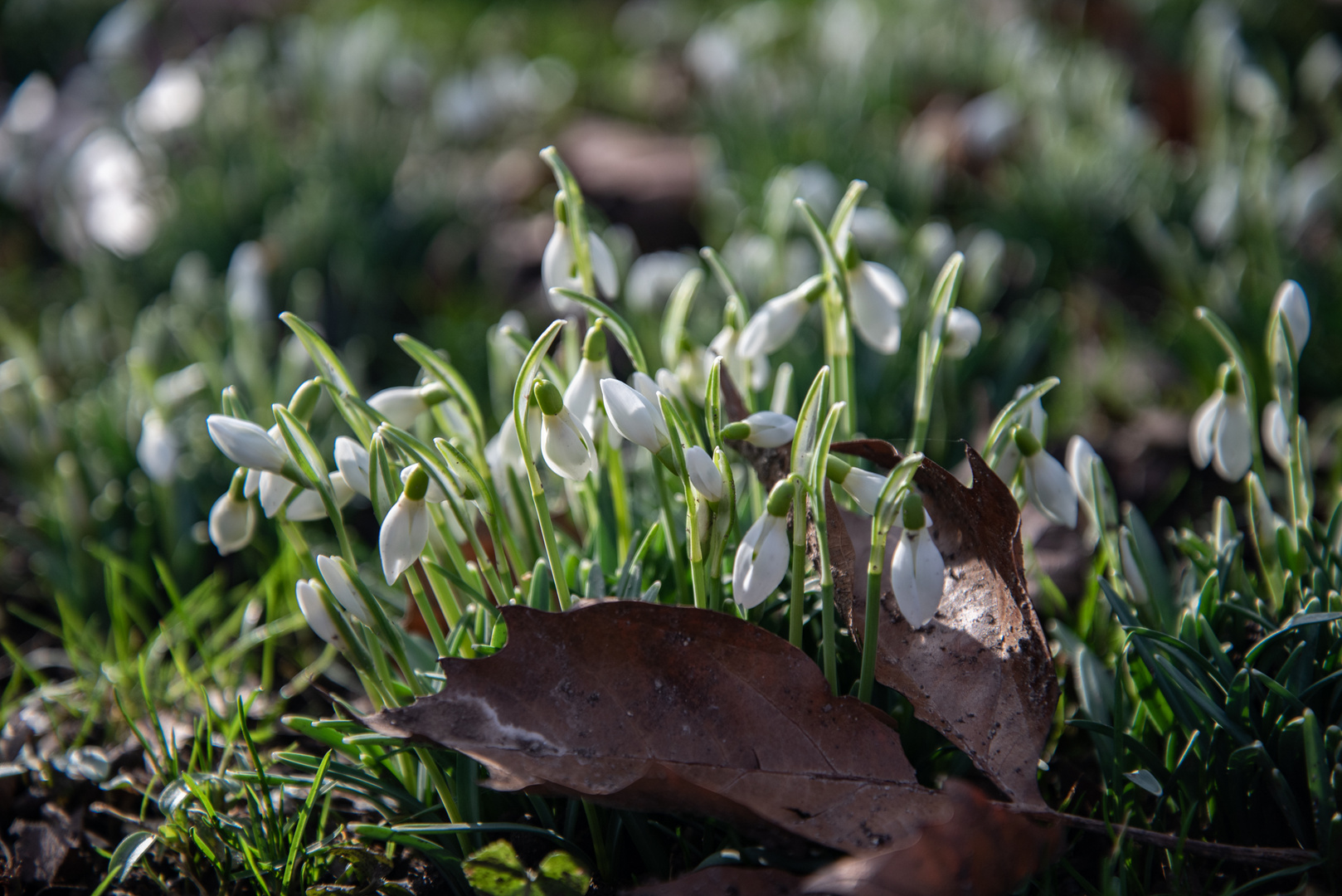 Schneeglöckchen Foto & Bild | pflanzen, pilze & flechten, blüten ...