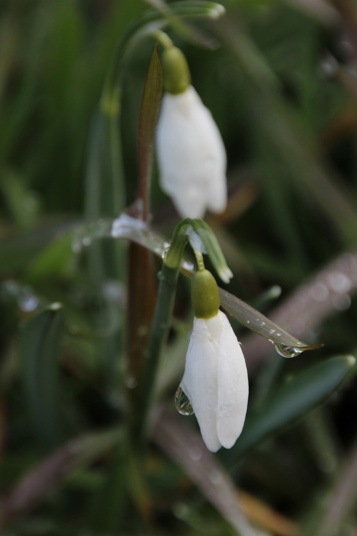 Schneeglöckchen Foto & Bild | spezial, natur, blumen Bilder auf ...