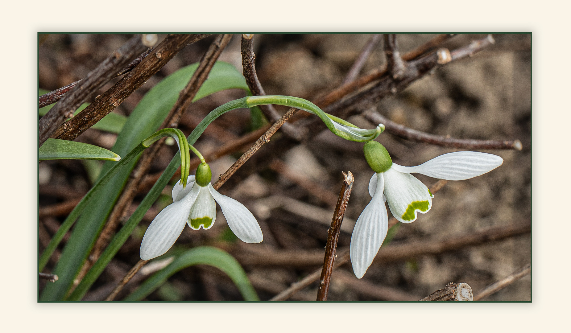 SCHNEEGLÖCKCHEN Foto & Bild | natur, frühblüher, blumen Bilder auf ...