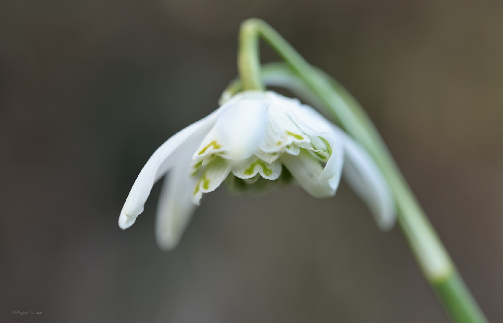 Schneeglöckchen Foto & Bild | nah- & makro, pflanzen, pilze & flechten ...