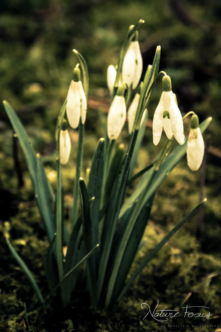 Schneeglöckchen Foto & Bild | pflanzen, pilze & flechten, blüten ...