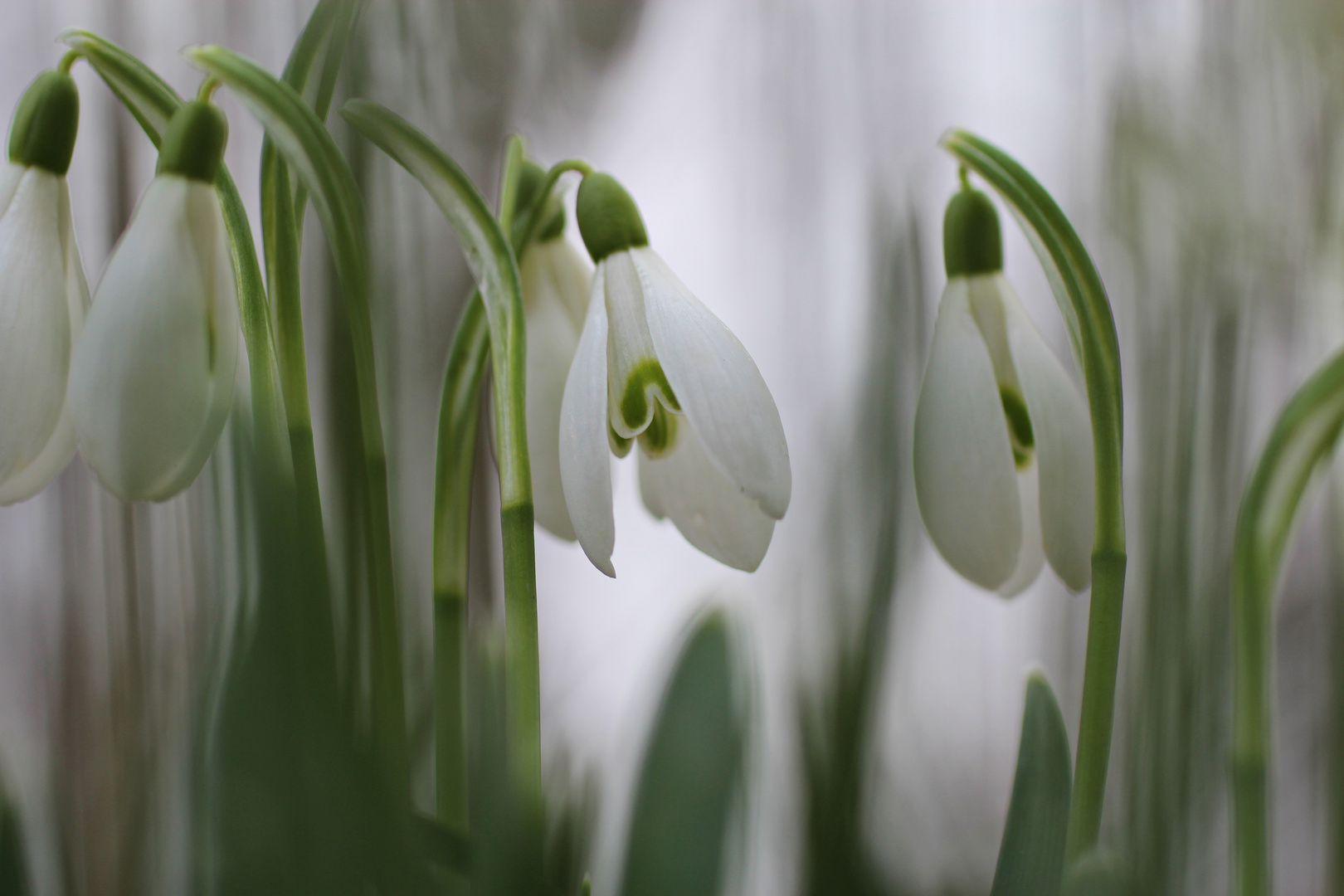 Schneeglöckchen Foto & Bild | jahreszeiten, winter, natur Bilder auf ...