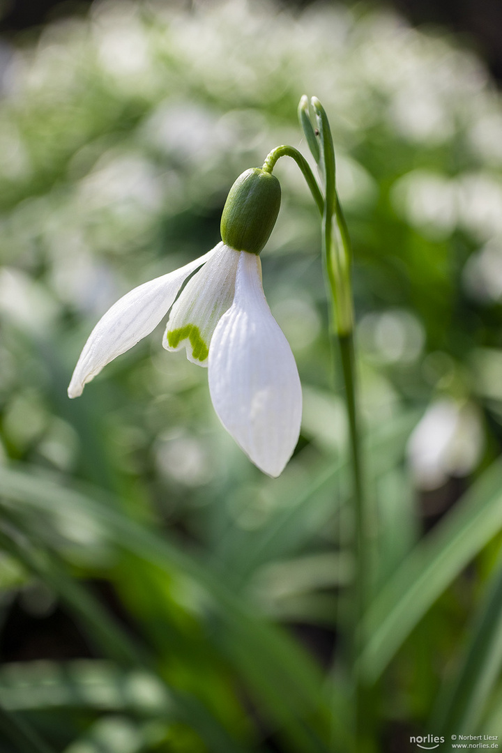 Schneeglöckchen Foto & Bild | flower, white, makro Bilder auf fotocommunity