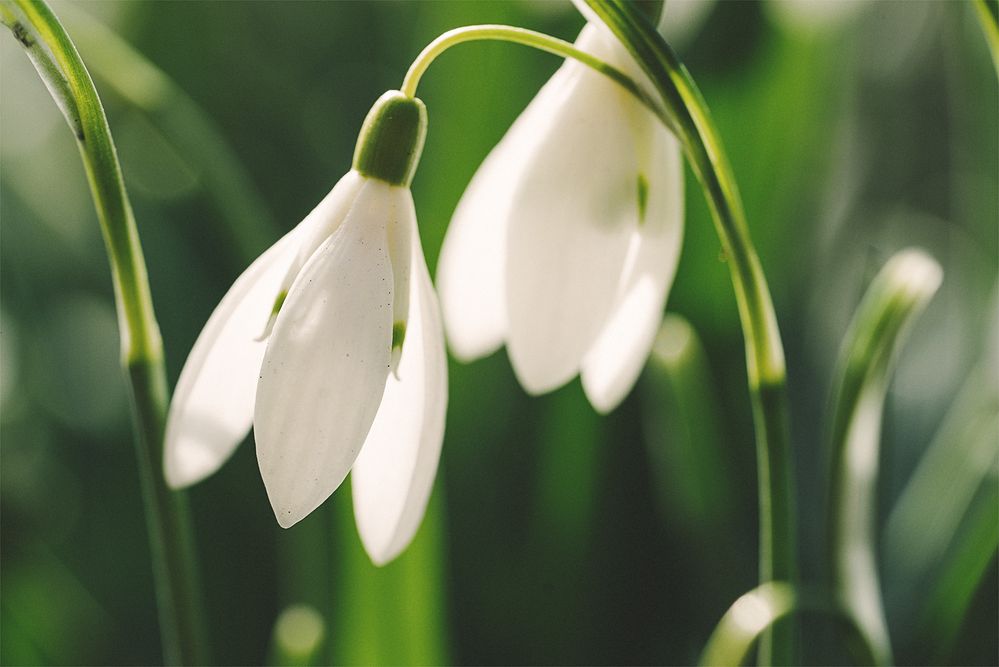 Schneeglöckchen Foto & Bild | pflanzen, pilze & flechten, blüten ...