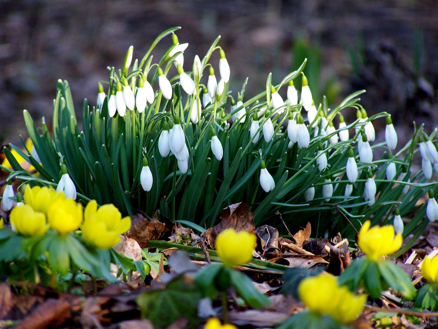 Schneeglöckchen Foto & Bild | jahreszeiten, frühling, natur Bilder auf ...