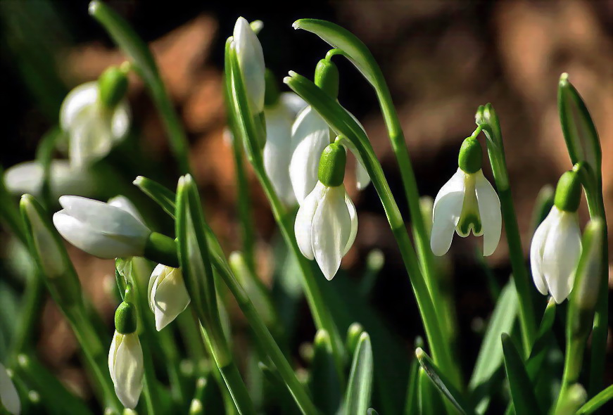 Schneeglöckchen Foto & Bild | jahreszeiten, frühling, natur Bilder auf ...