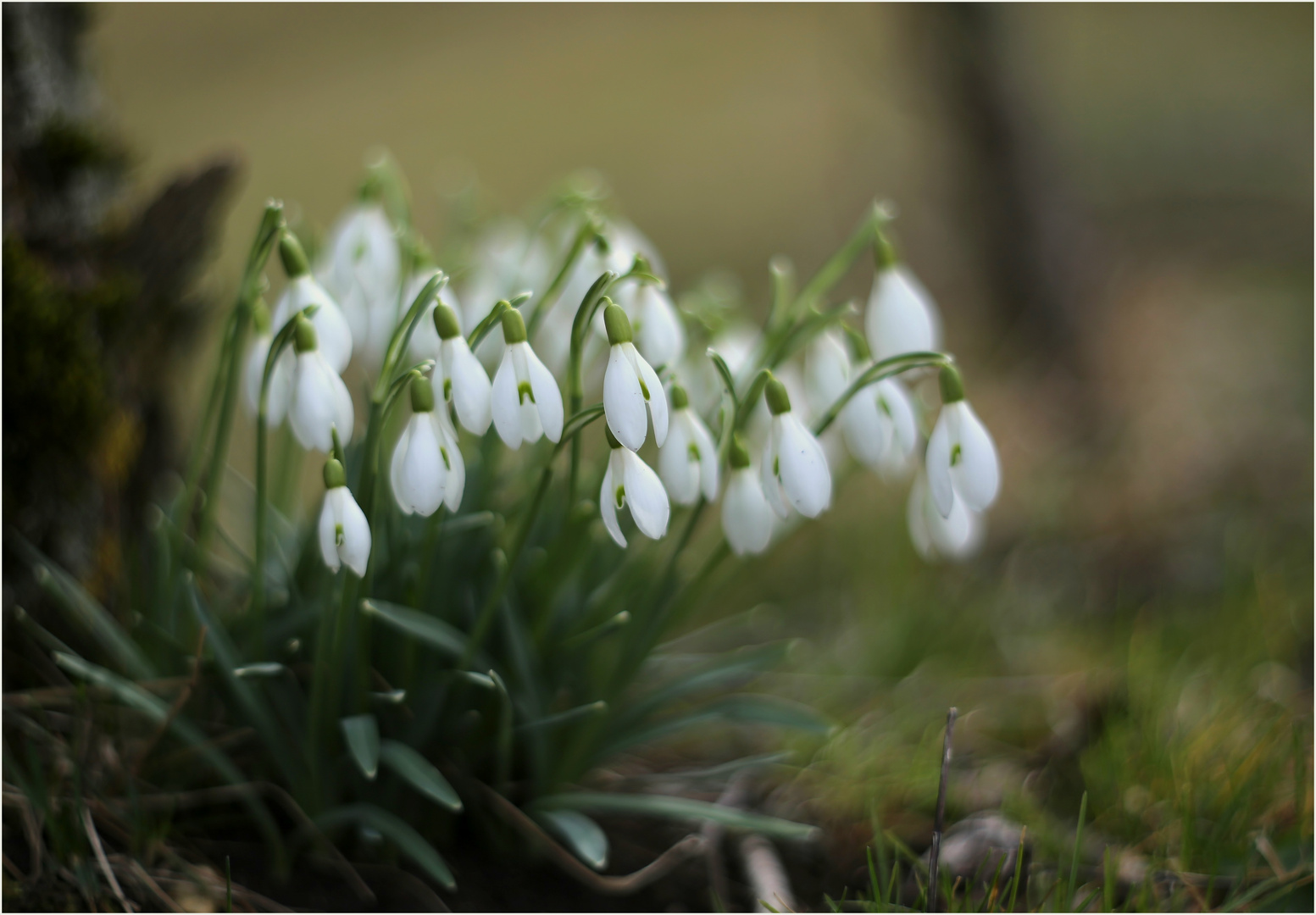 * Schneeglöckchen * Foto & Bild | fotos, makro, wiese Bilder auf ...