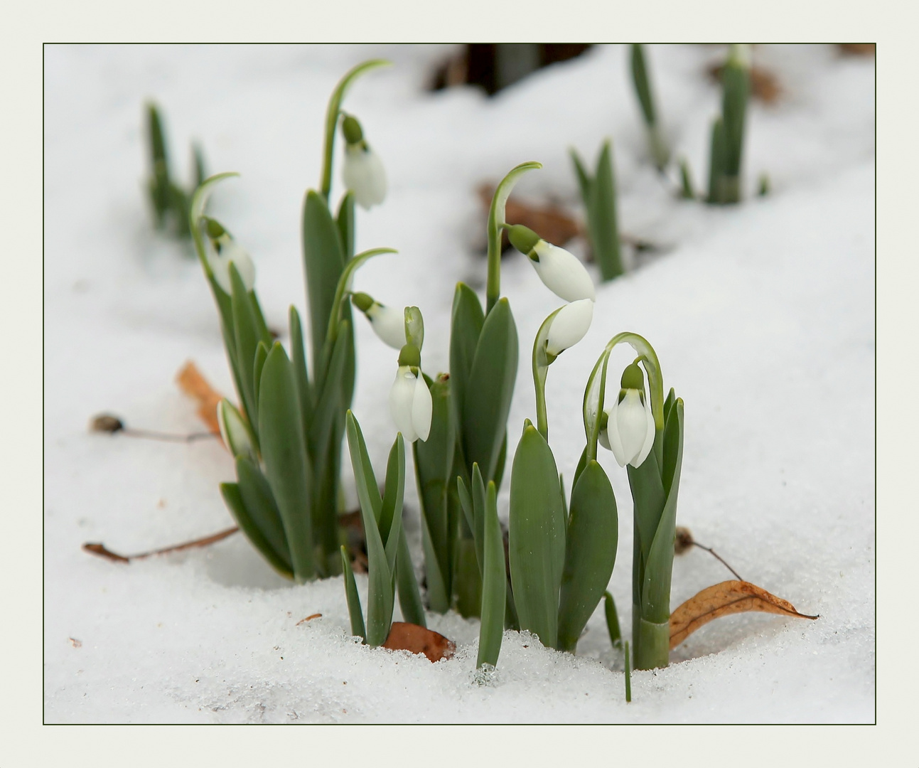 Schneeglöckchen (Galanthus)... Foto & Bild | fotos, makro, winter ...