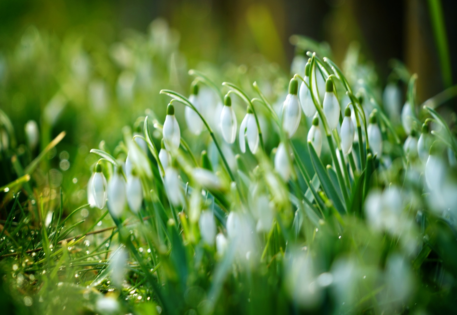 Schneeglöckchen I Foto & Bild | fotos, makro, winter Bilder auf ...