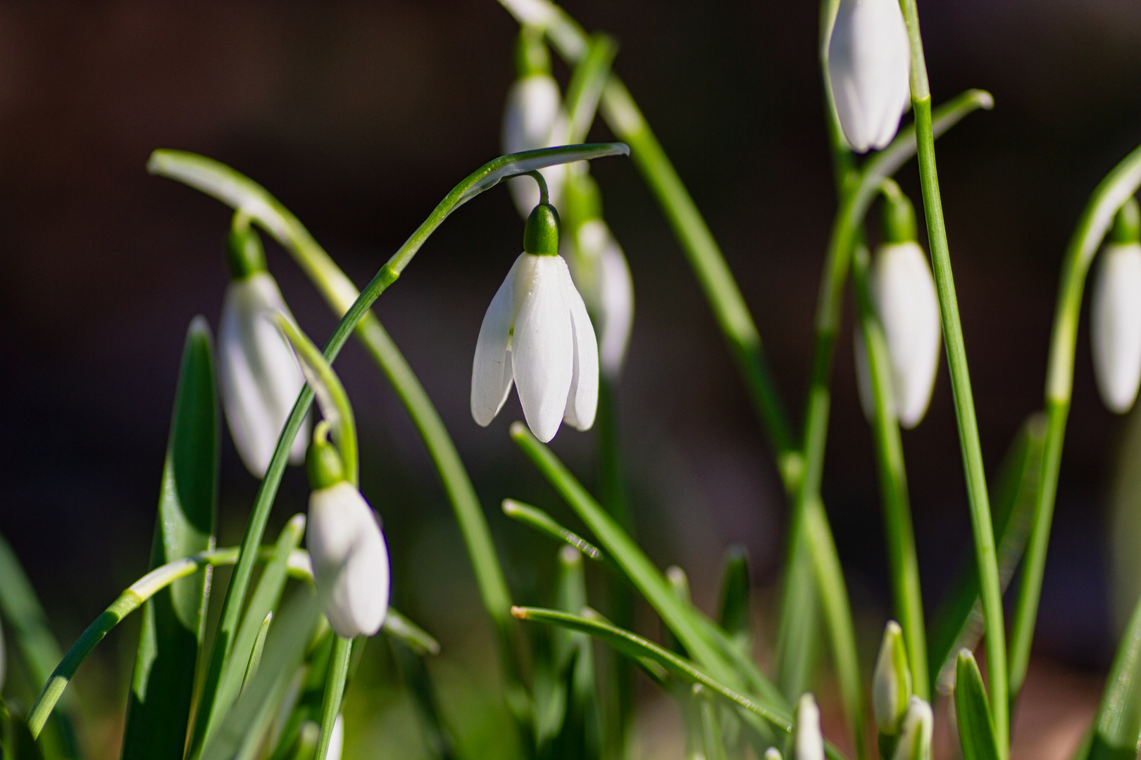 Schneeglöckchen II Foto & Bild | pflanzen, pilze & flechten, blüten ...