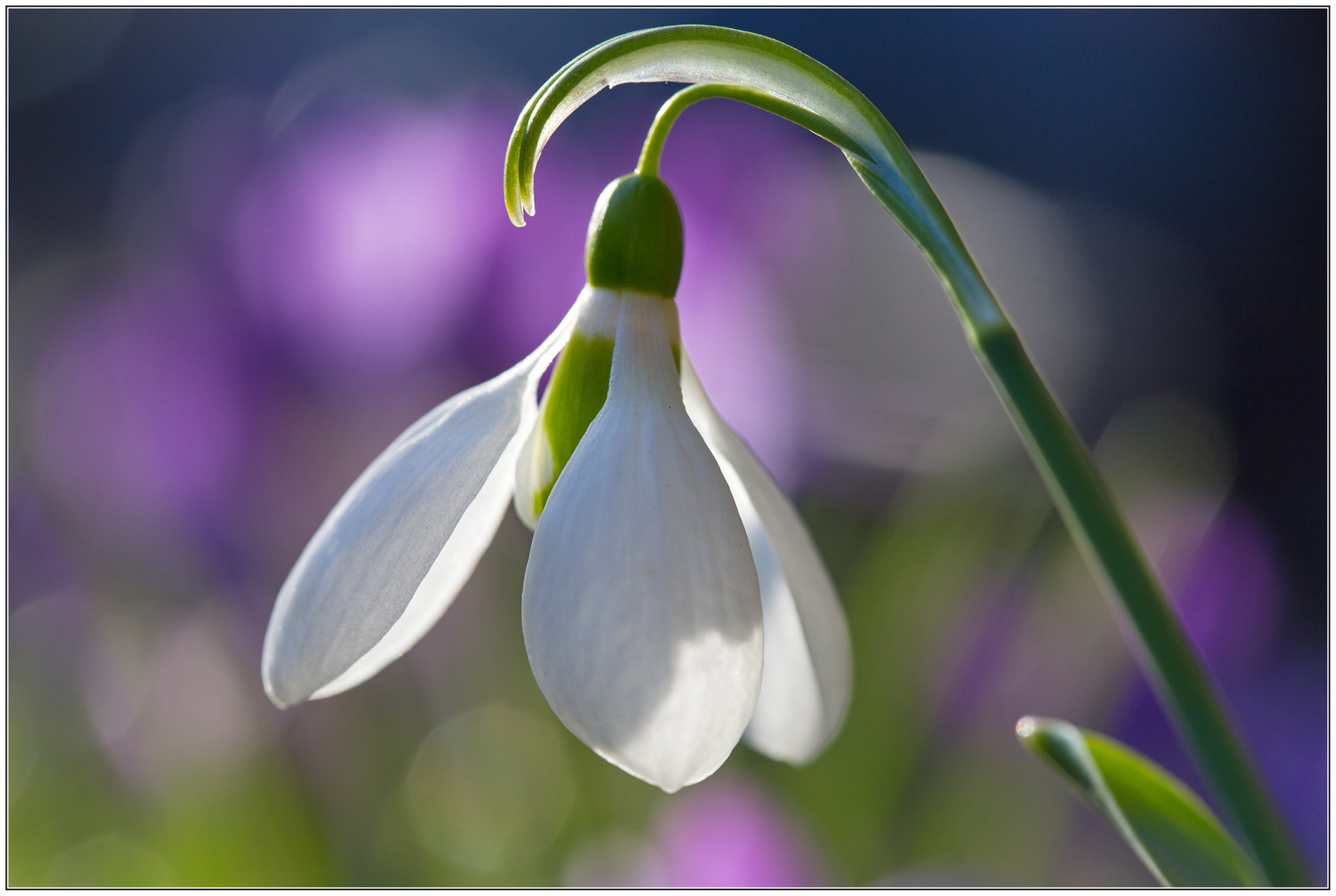 Schneeglöckchen im lila Farbenrausch Foto & Bild | pflanzen, pilze ...
