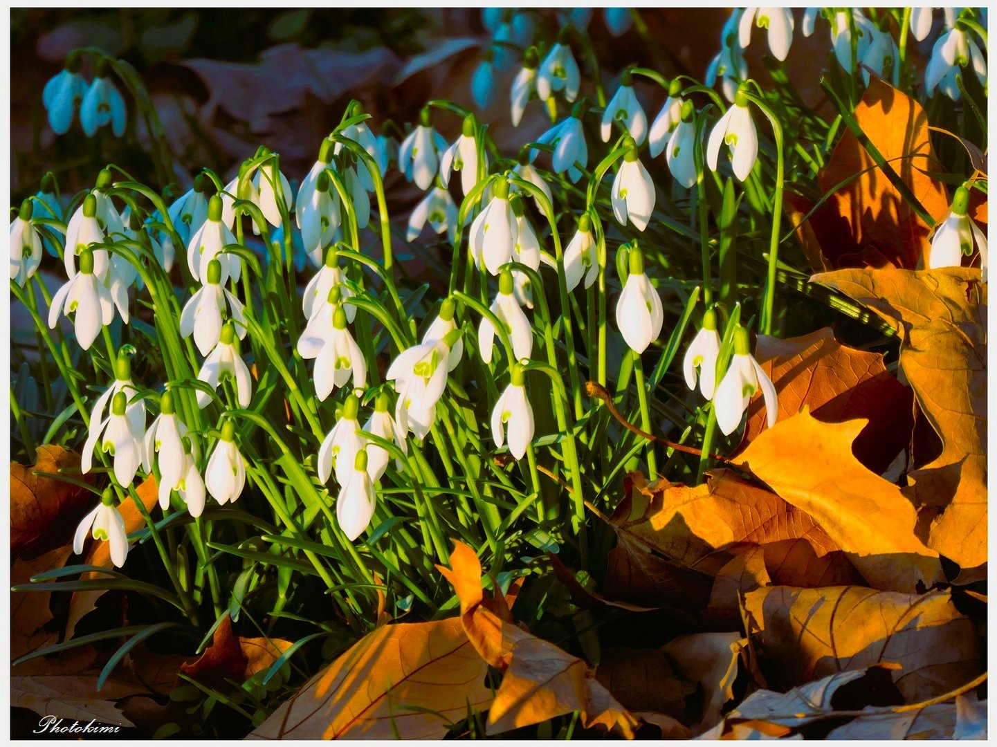 Schneeglöckchen in der Sonne Foto & Bild | pflanzen, pilze & flechten ...