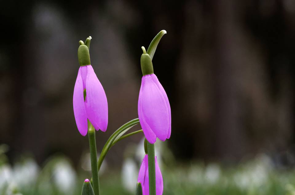 Schneeglöckchen in lila Foto & Bild | farbe, digiart, frühblüher Bilder ...