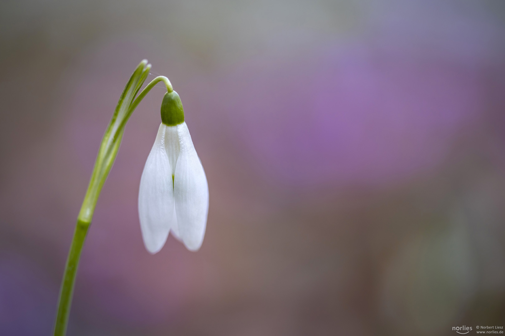 Schneeglöckchen und lila Hintergrund Foto & Bild | pflanzen, pilze ...