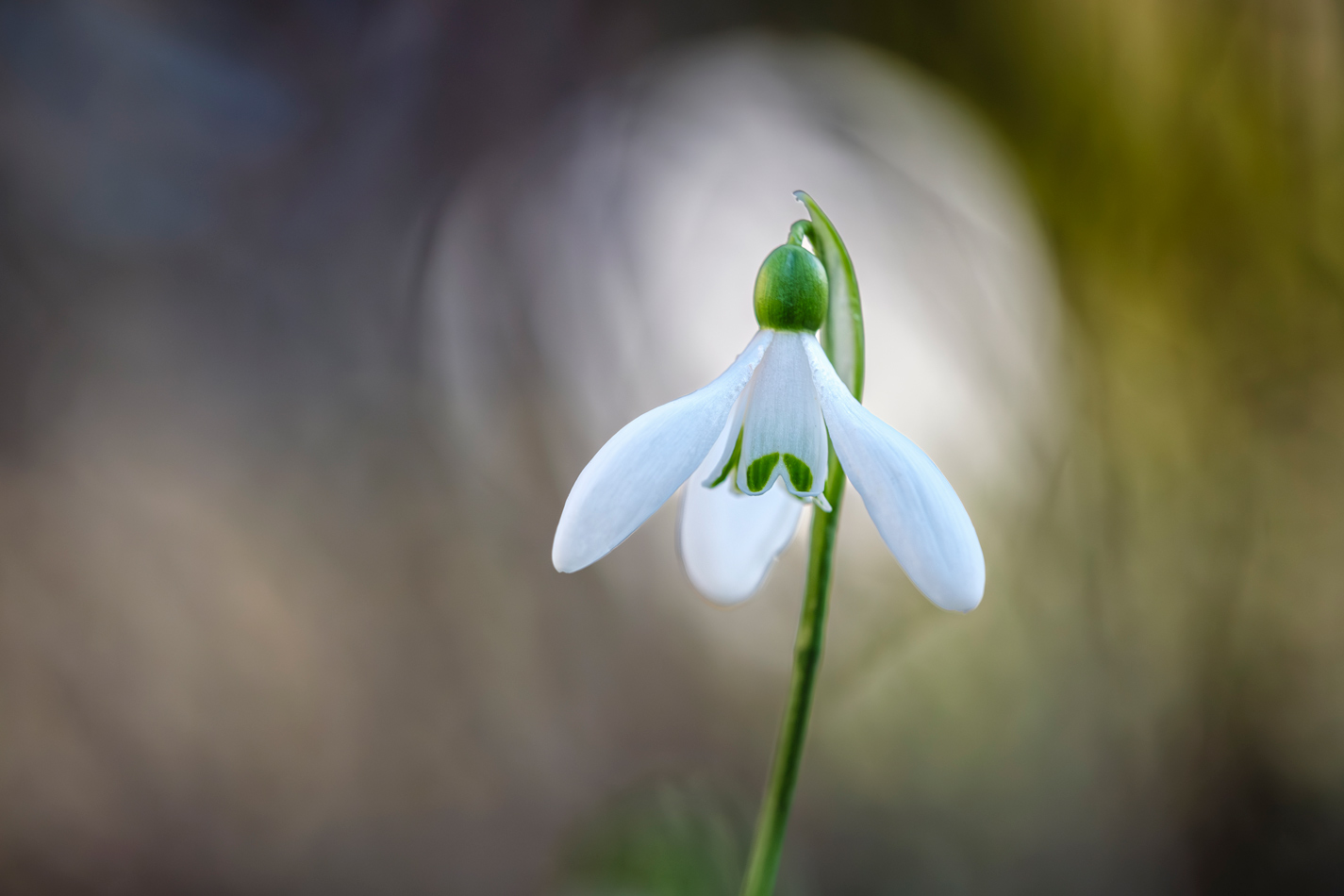 Schneegloeckchen#1 Foto & Bild | natur-makros, natur-kreativ ...