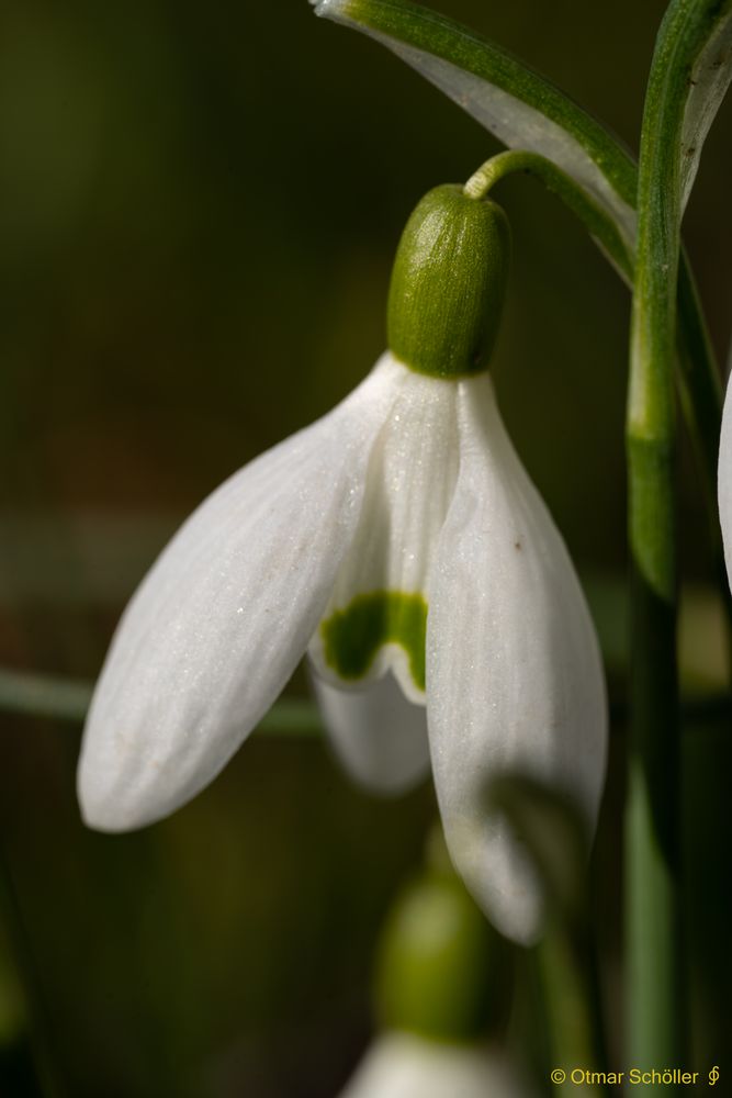 Schneeglöckchen_2 Foto & Bild | natur, blumen, pflanzen Bilder auf ...