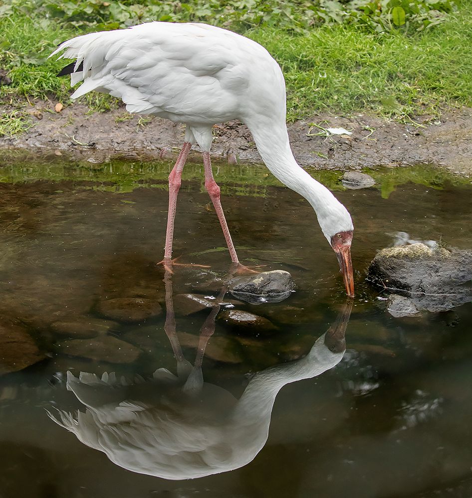 Schneekranich Foto & Bild | tiere, zoo, wildpark & falknerei, vögel ...