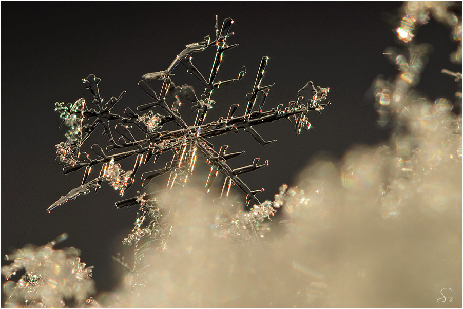 Schneekristall Foto & Bild | archiv projekte naturchannel, eismakros ...