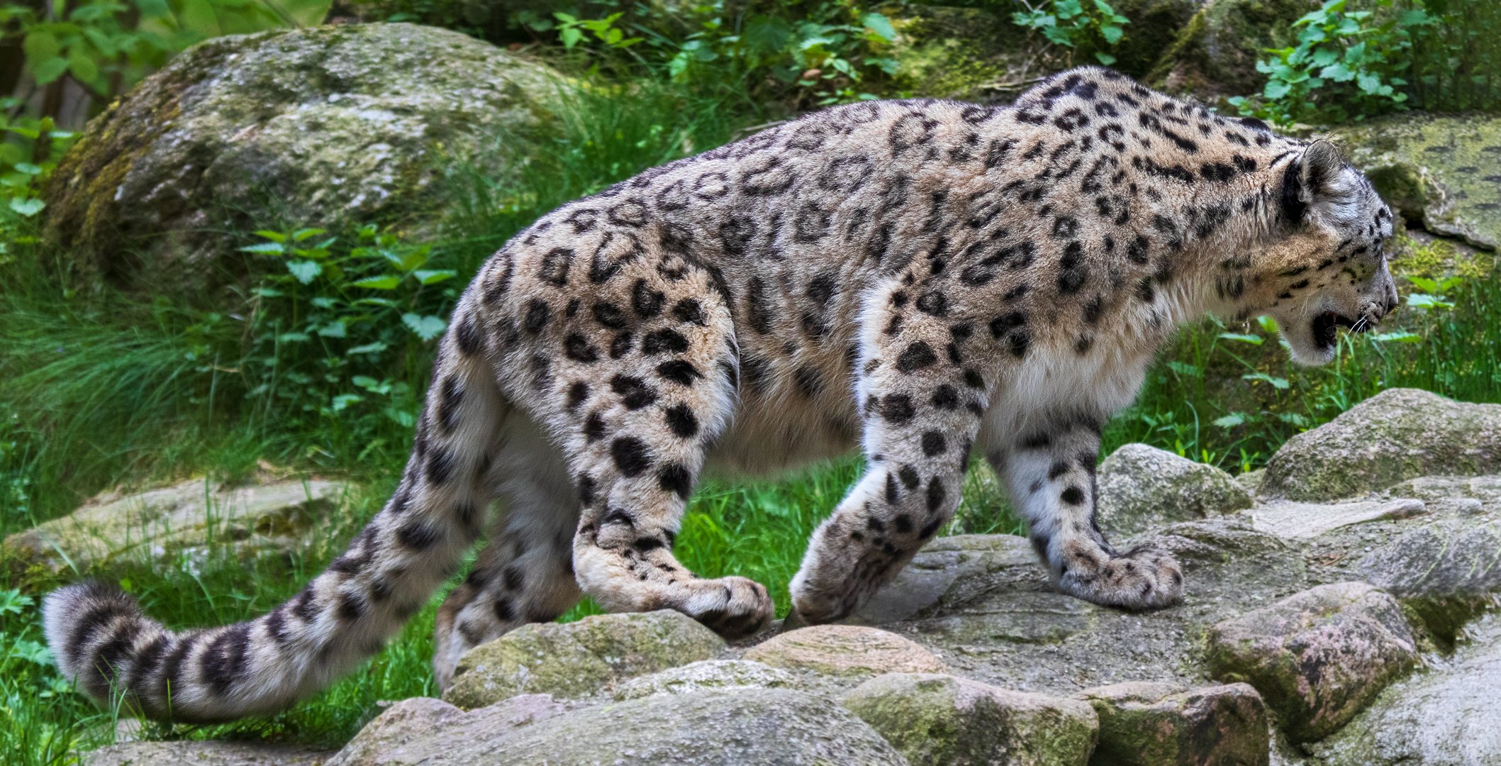 Schneeleopard 003 Foto & Bild | deutschland, europe, niedersachsen ...