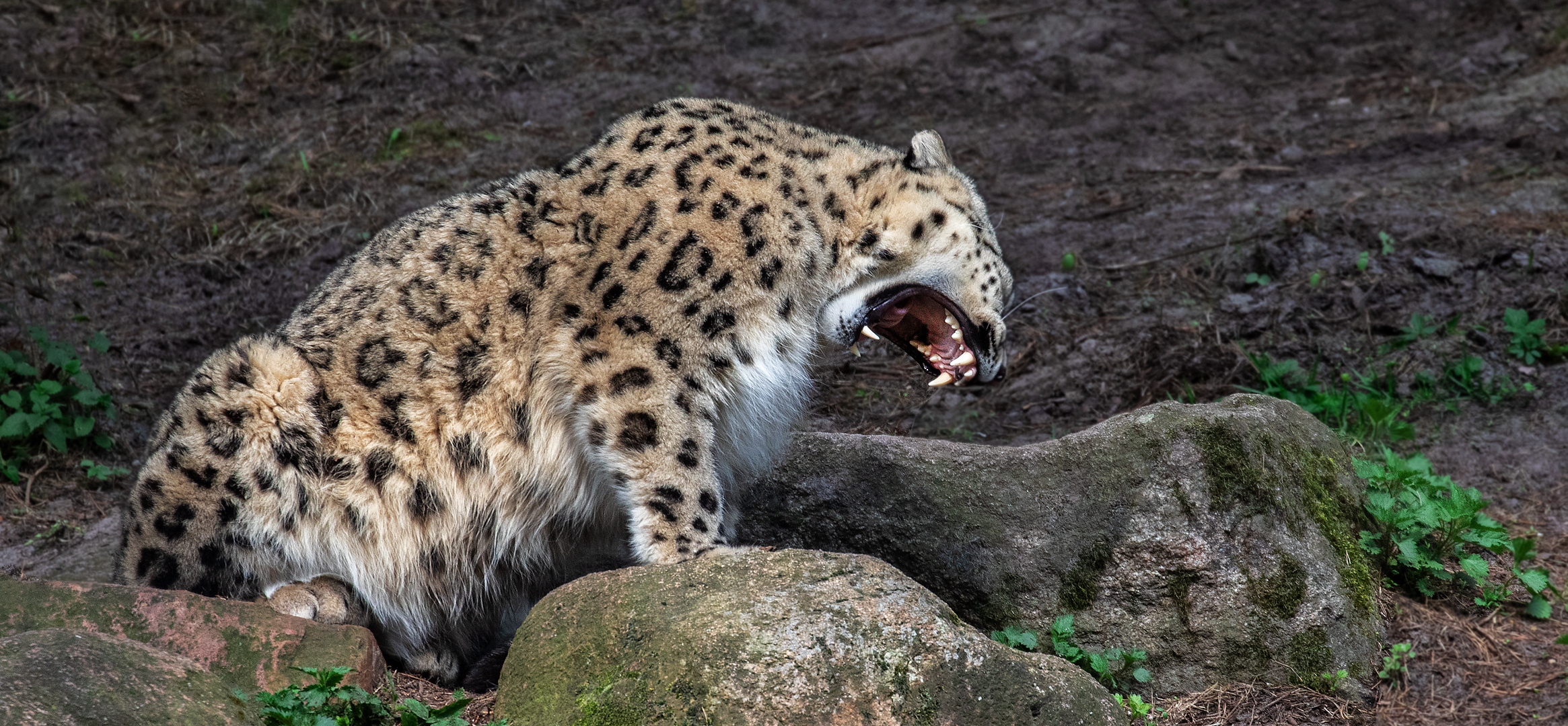 Schneeleopard 012 Foto & Bild | deutschland, europe, niedersachsen ...