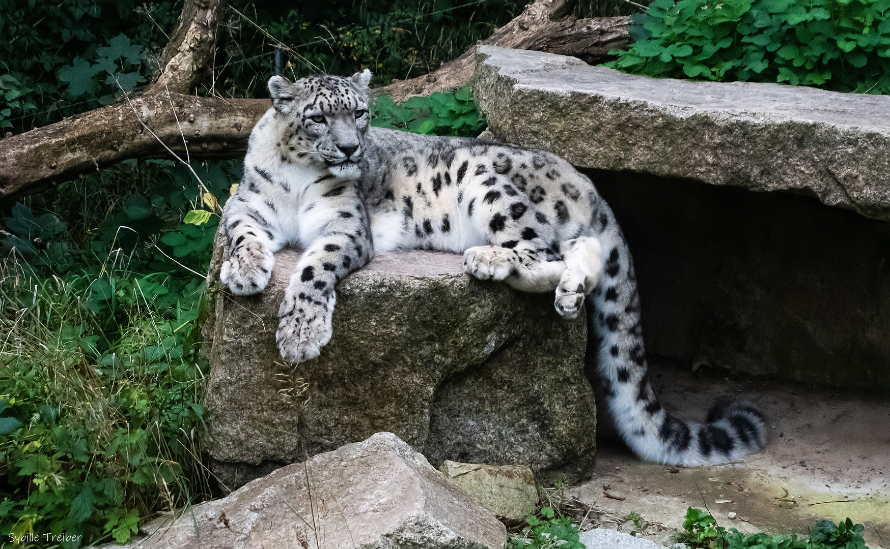 Schneeleopard Foto & Bild | world, natur, zoo Bilder auf fotocommunity