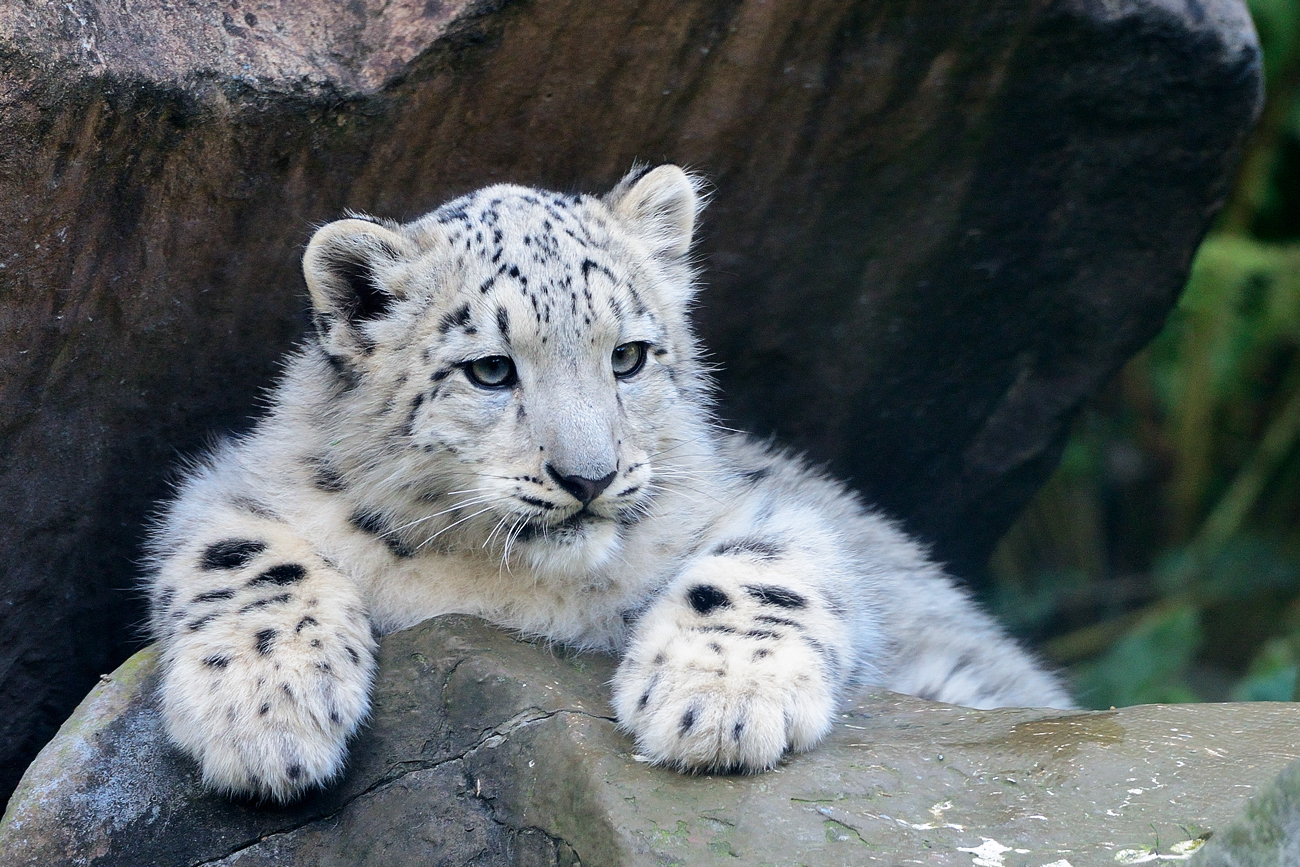 Schneeleopard 1 Foto & Bild | tiere, zoo, wildpark & falknerei ...