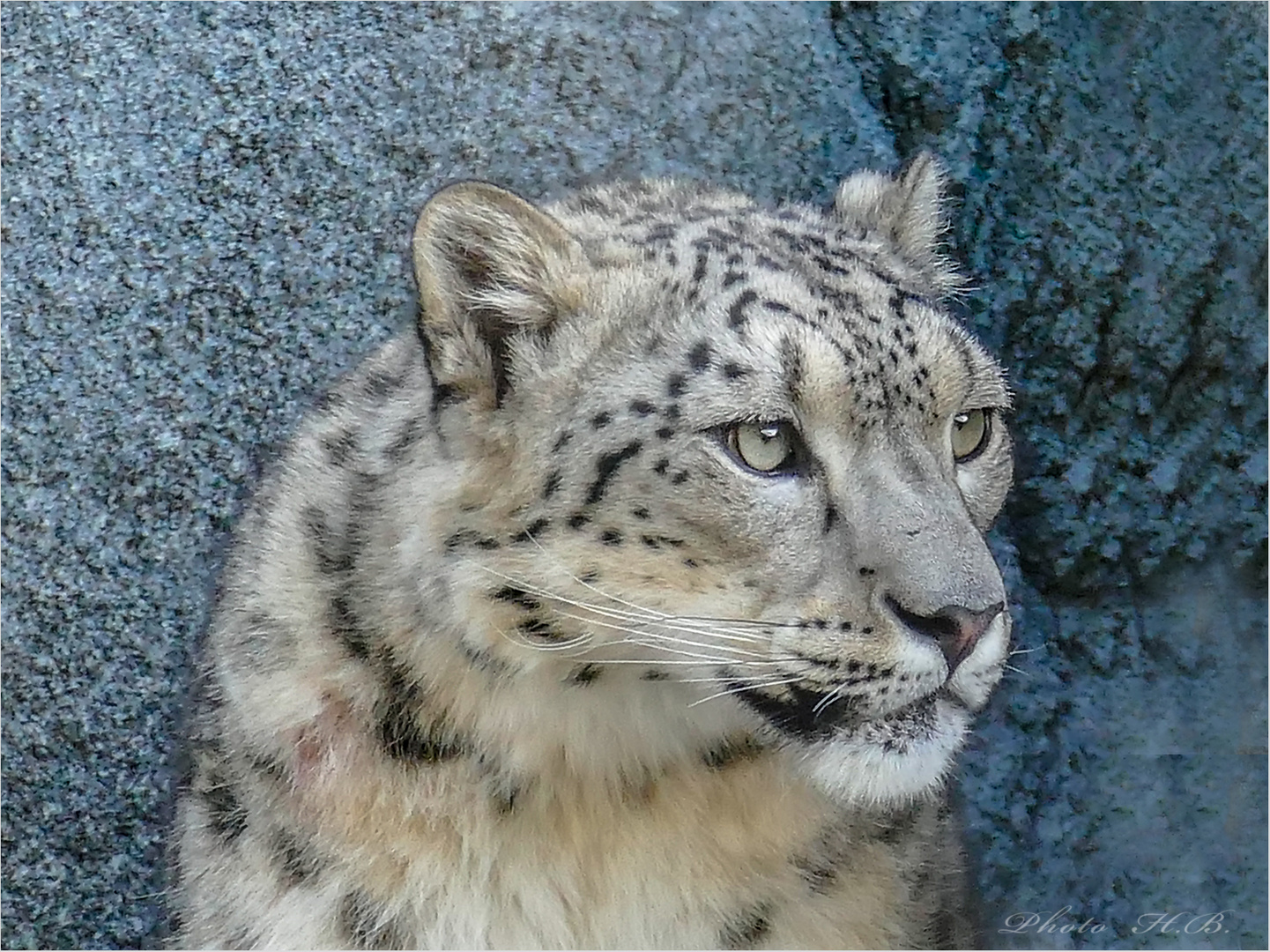 SCHNEELEOPARD Foto & Bild | tiere, zoo, wildpark & falknerei ...